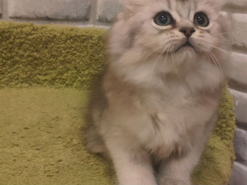 Шотландские вислоухие котята