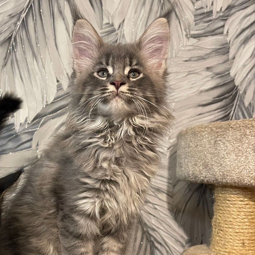 Мейн-кун котёнок