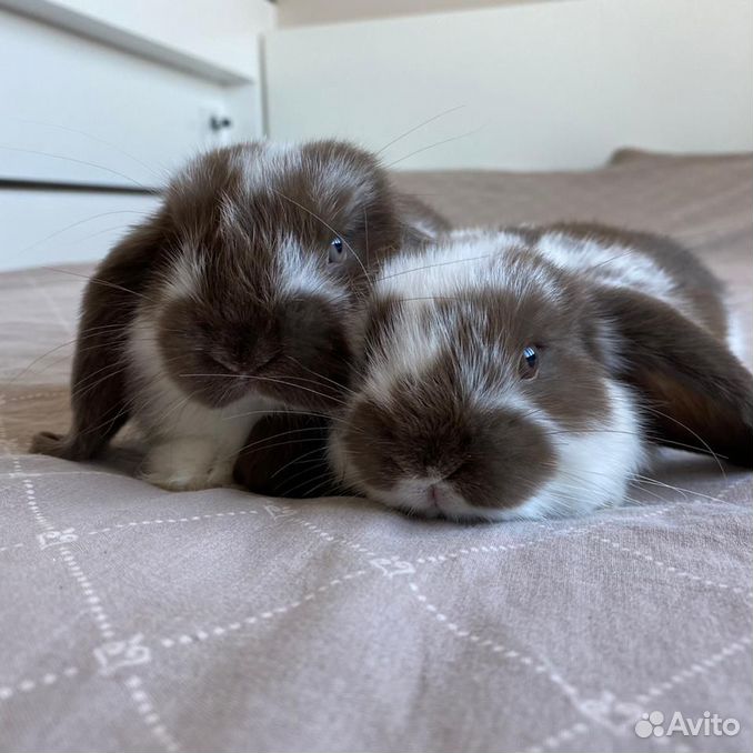 Кролик в добрые руки