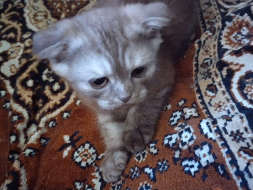 Шотландский вислоухий котик