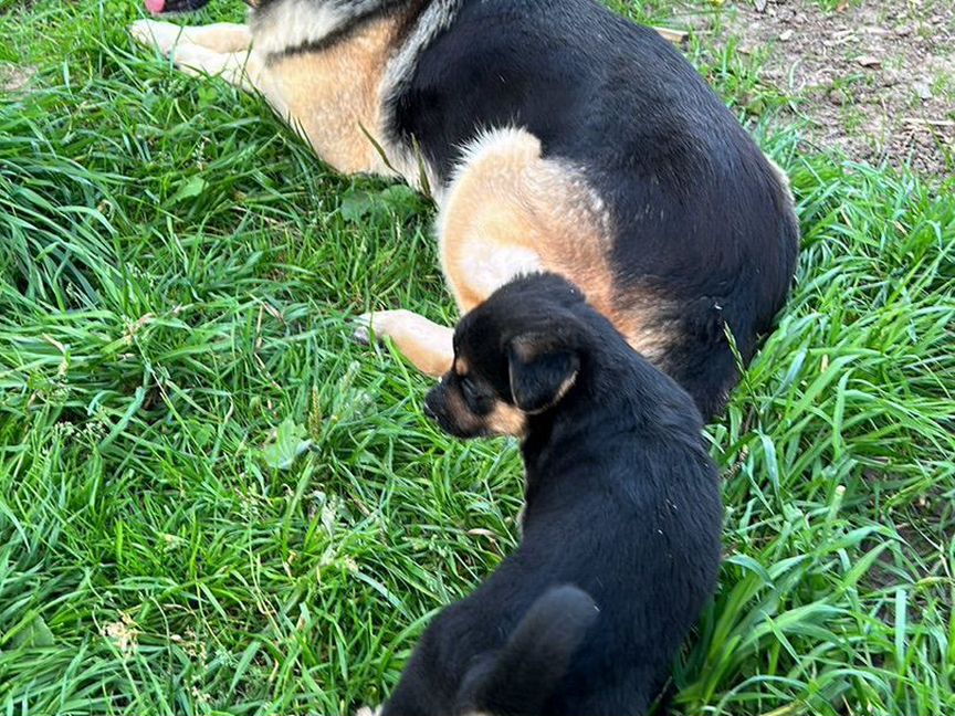 Метис немецкой овчарки