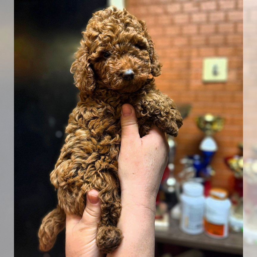 Той-пудель, щенок