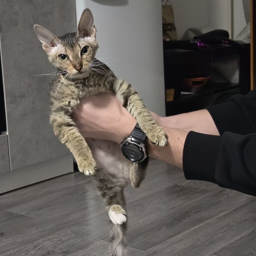 Донской сфинкс котёнок