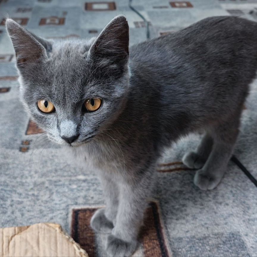 Котята дворовые