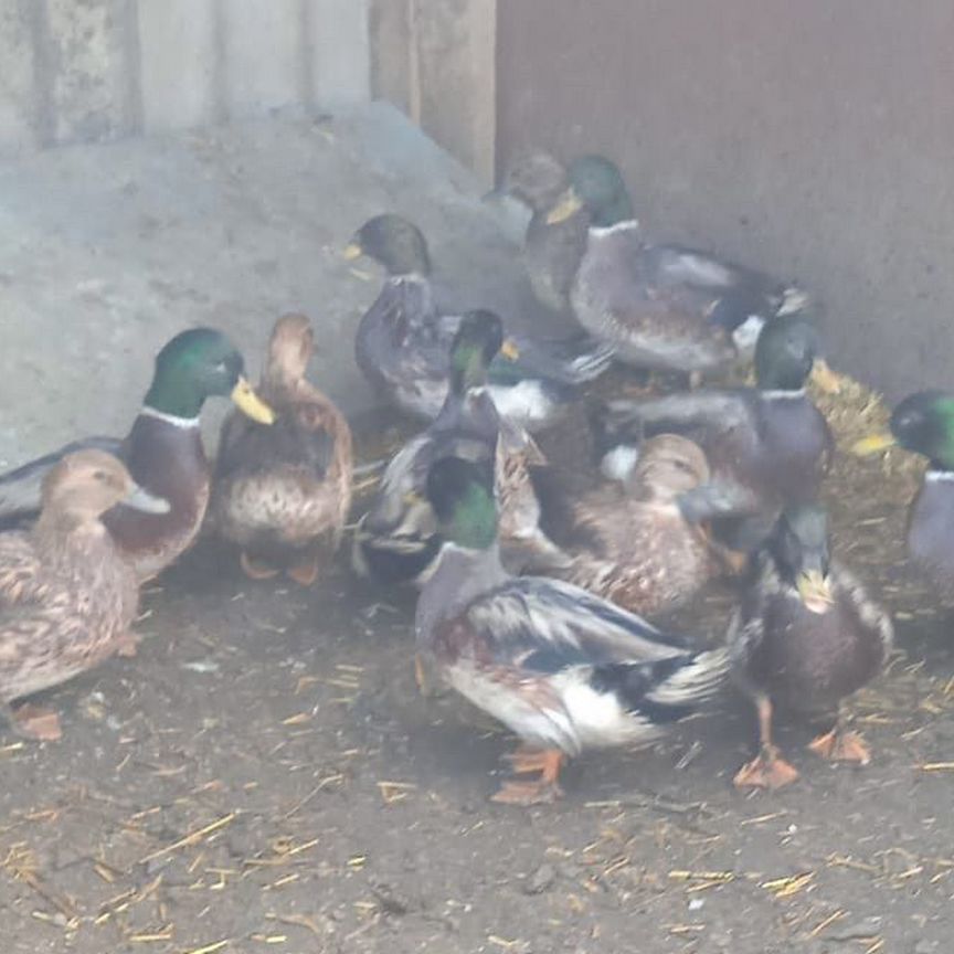 Дикие подсадные утки