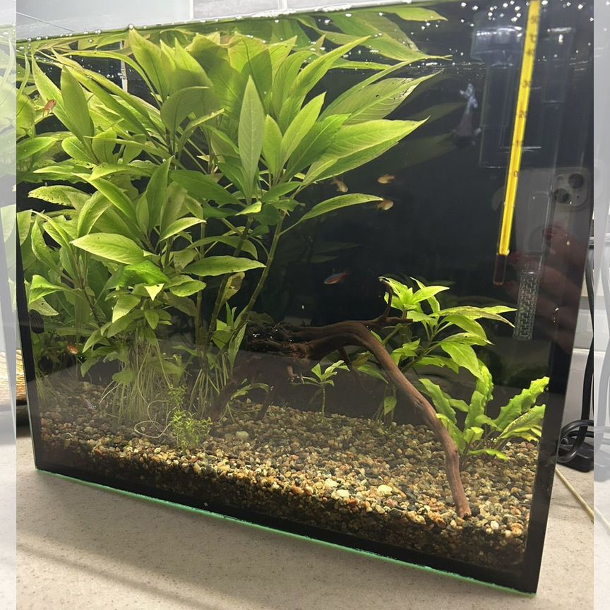 Аквариум с рыбками