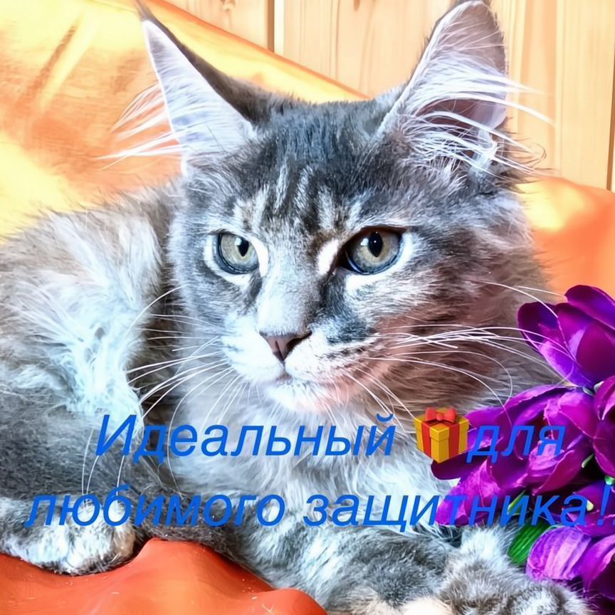 Мейн-кун котёнок