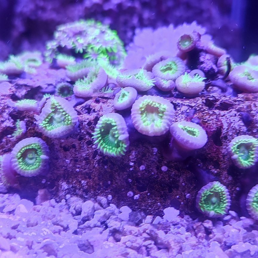 Камень от Гудвина, зоантусы, полипы