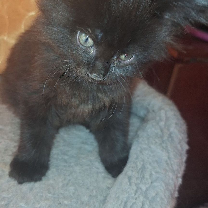 Котята мейн-кун