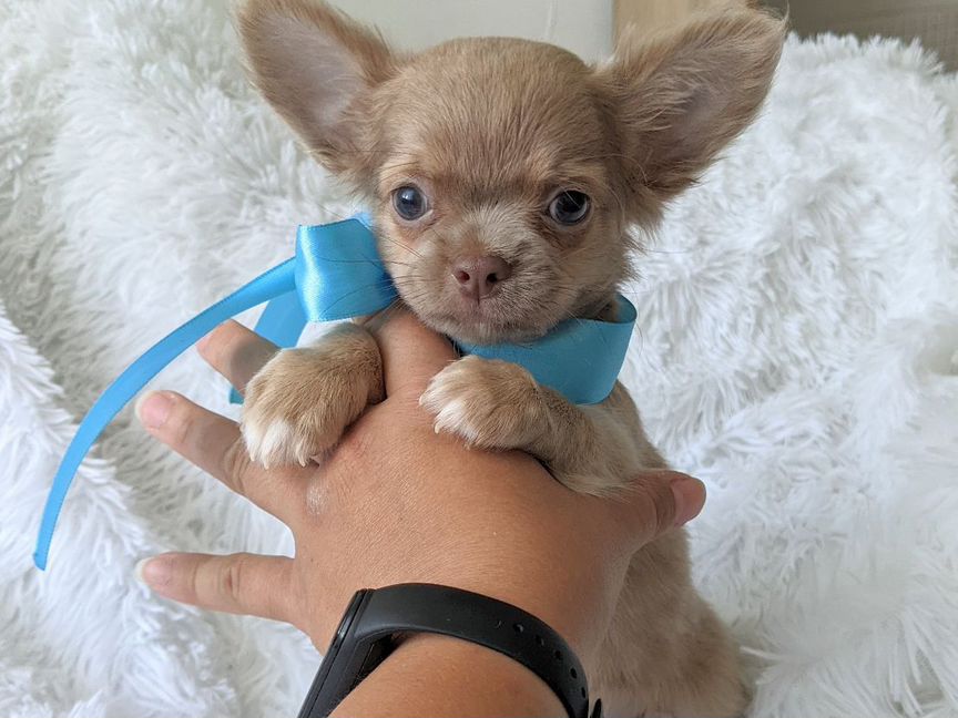 Лиловый мальчик чихуахуа