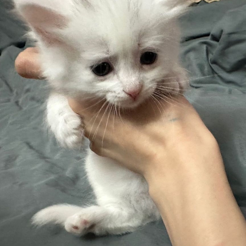 Котёнок в добрые руки