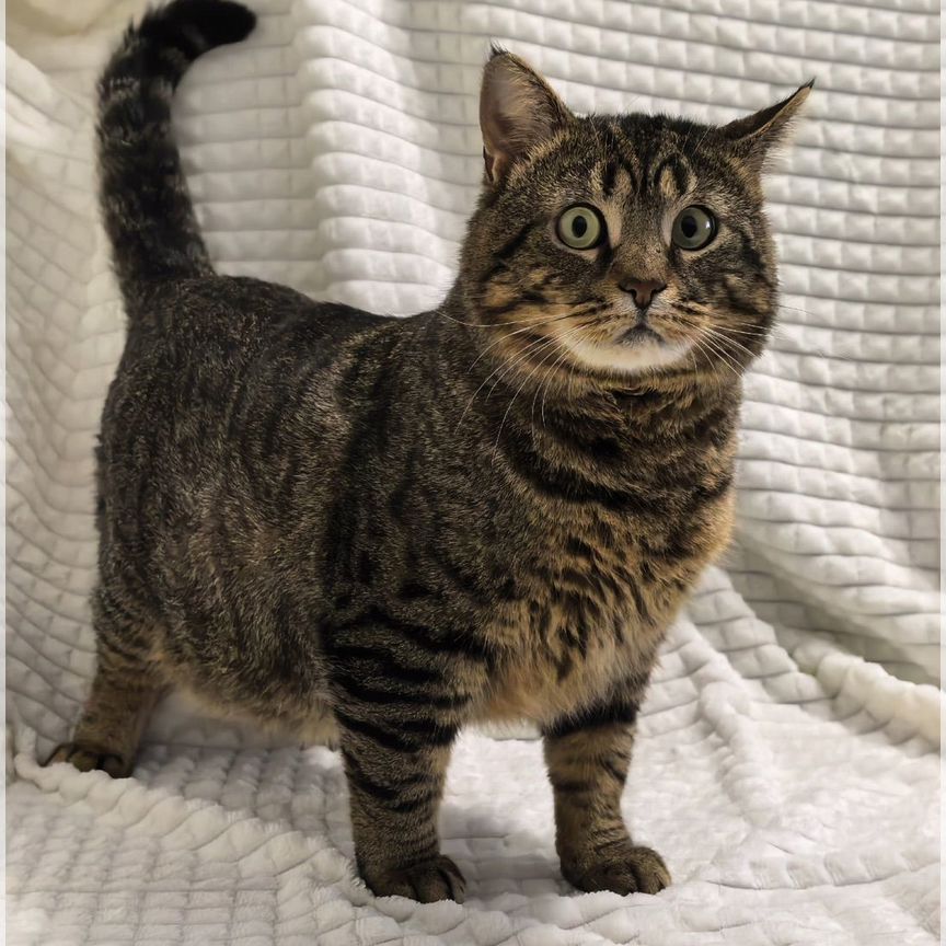 Взрослый кот в добрые руки