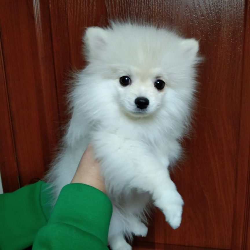 Немецкий шпиц
