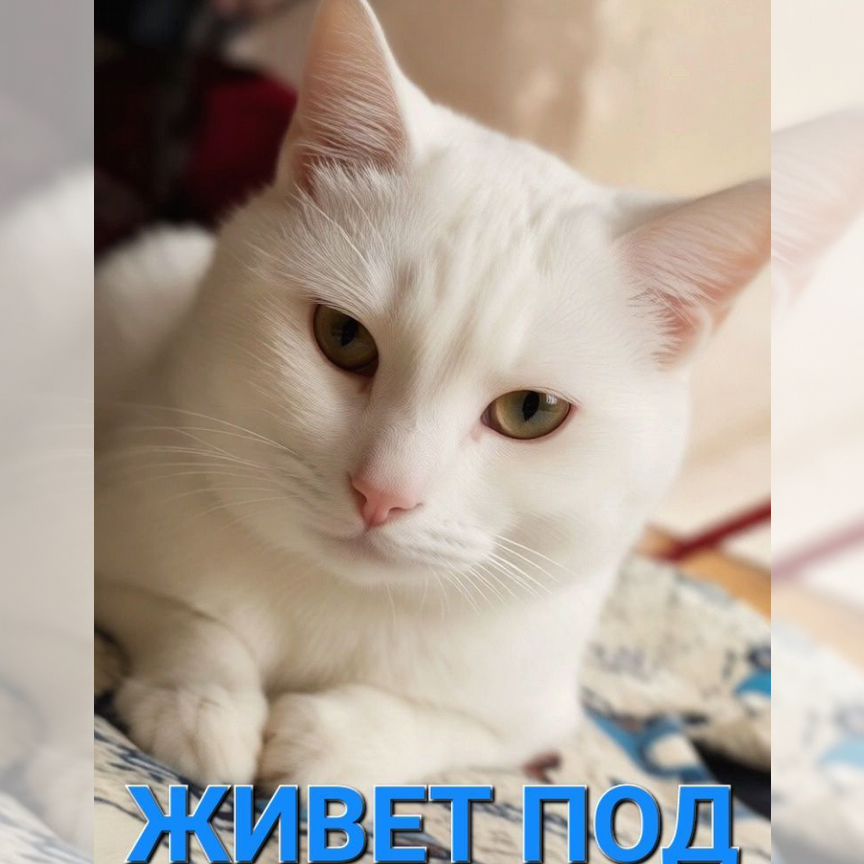 Турецкая ангора, взрослый кот