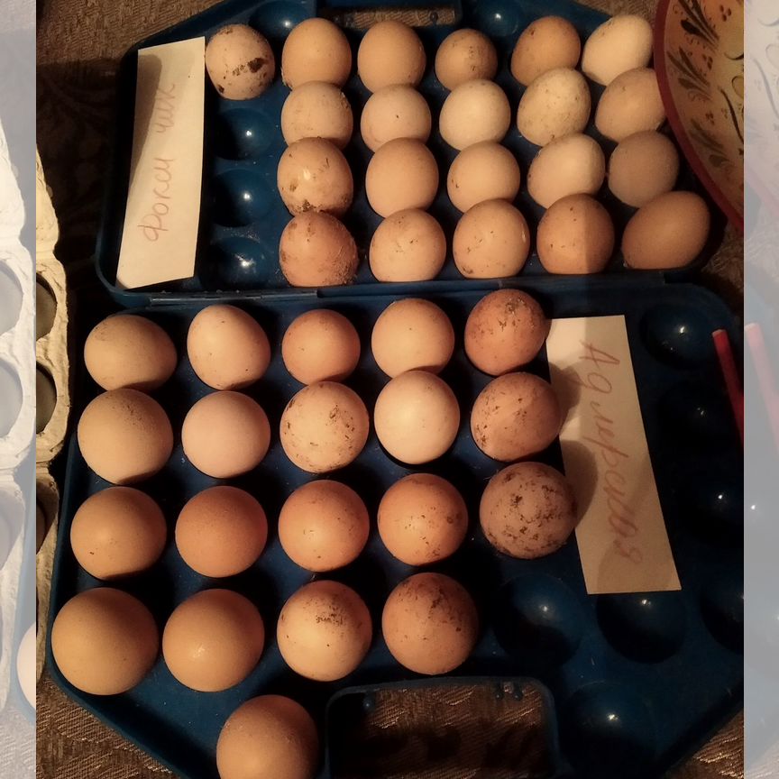 Инкубационое яйца