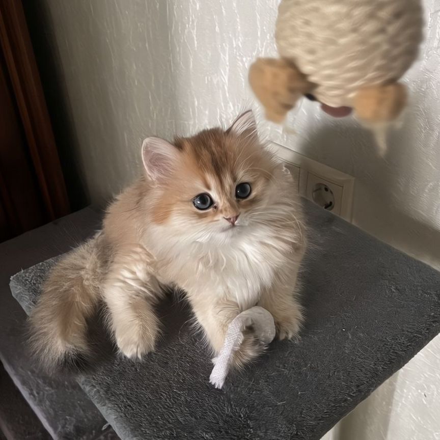 Британский длинношёрстный котёнок