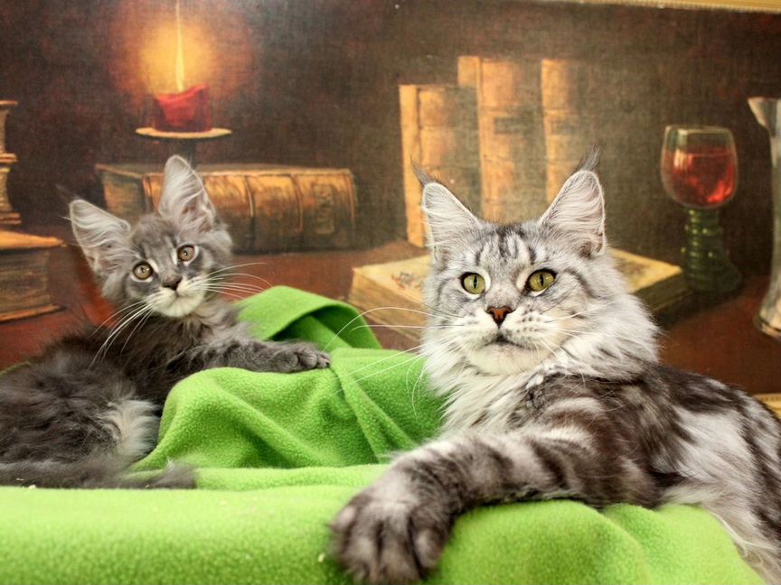 Кошечка бесплатно
