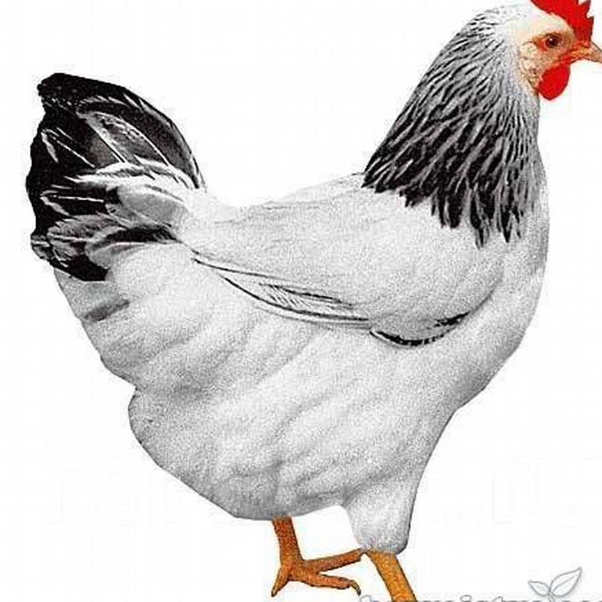 Цыплята кур несушек