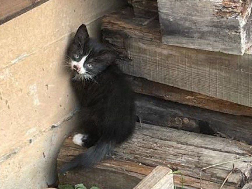 Котята в добрые руки