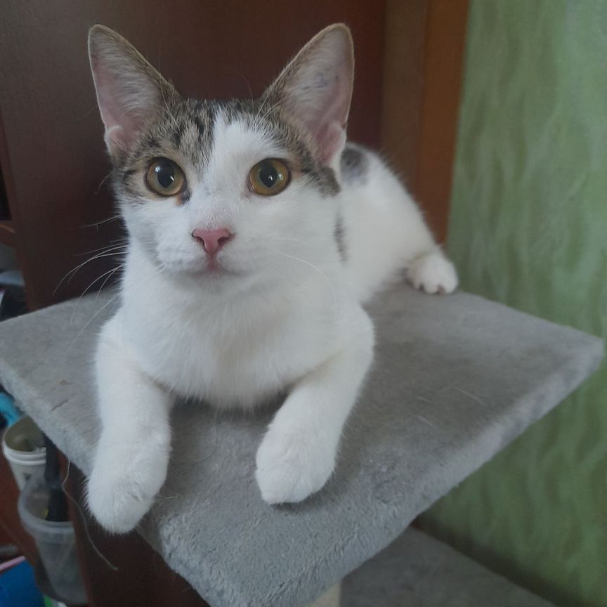 Кот в добрые руки
