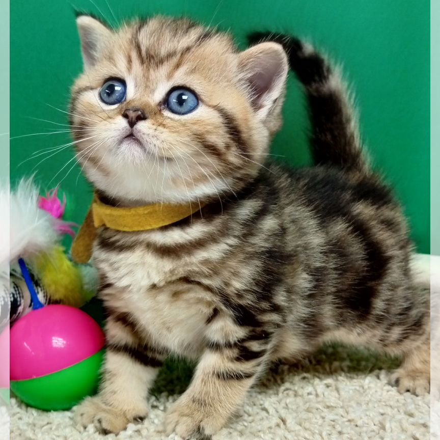 Шотландский прямоухий короткошёрстный котёнок