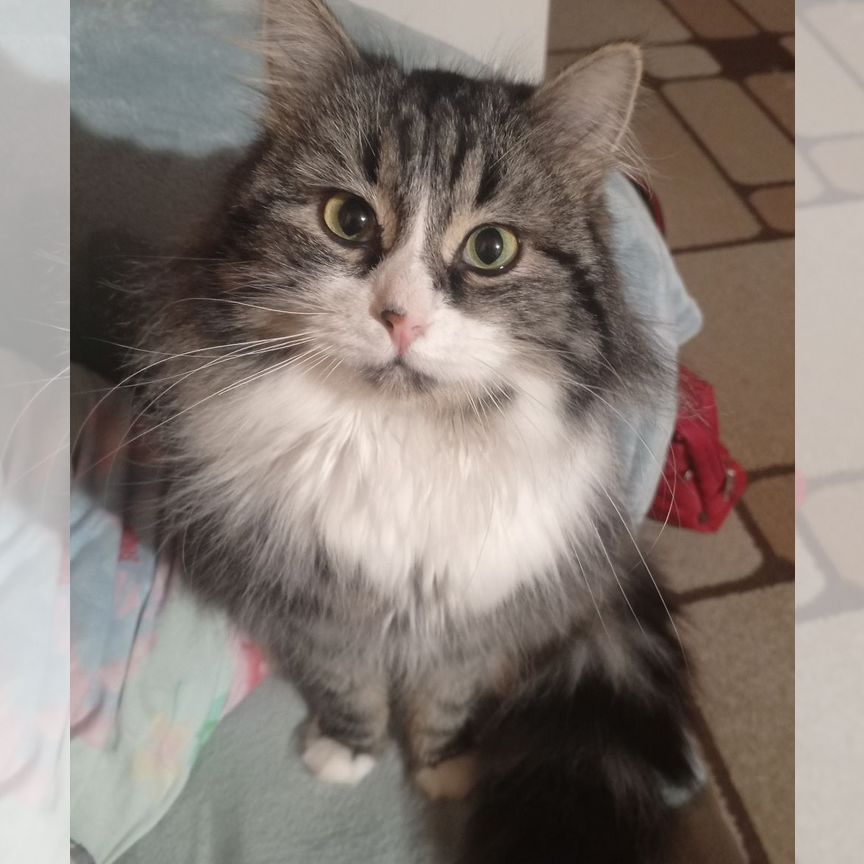 Взрослый кот в добрые руки