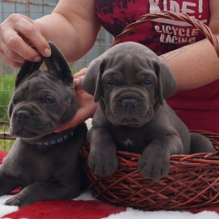 Щенки кане корсо серый