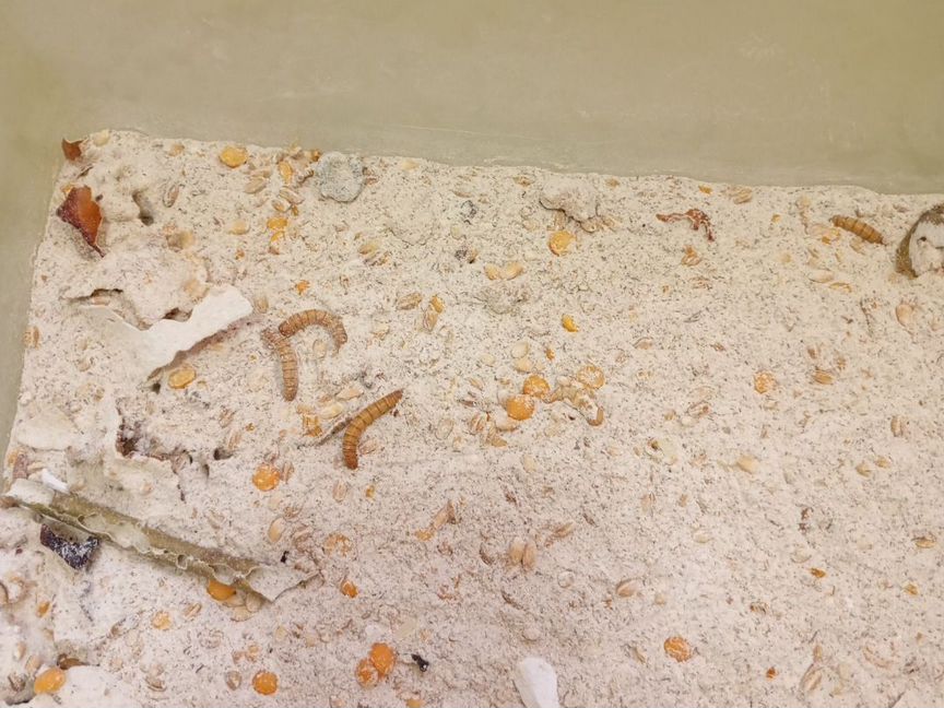 Мучной червь, кормовые насекомые