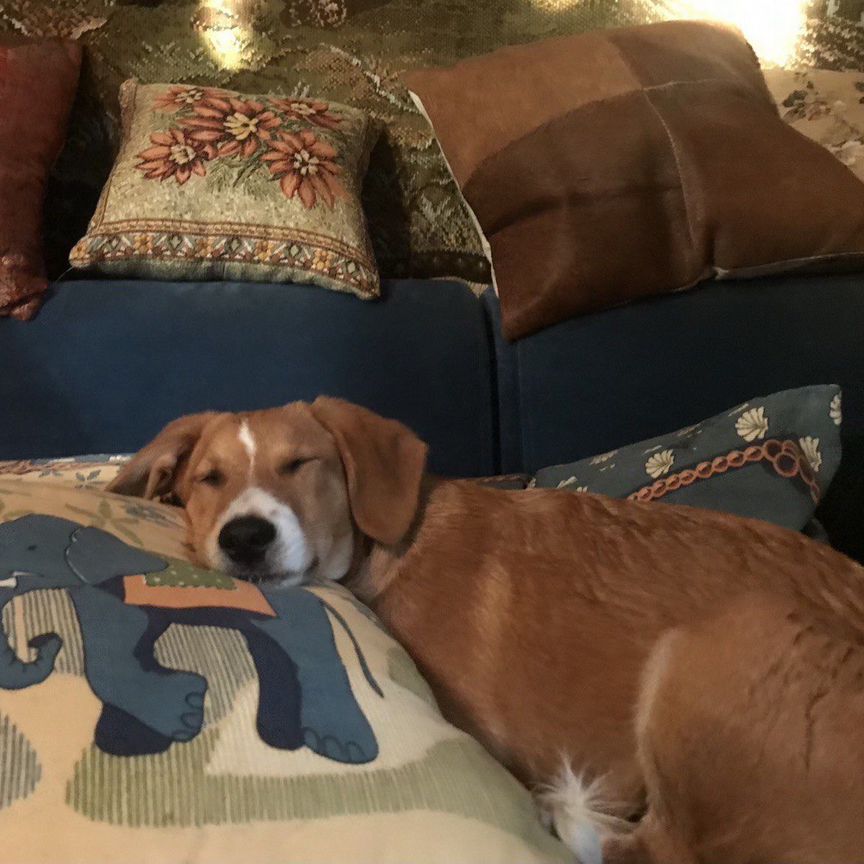 Щенок в добрые руки