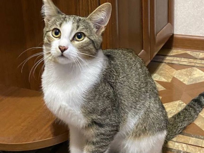 Добрый, умный котёнок ушастик некуда идти