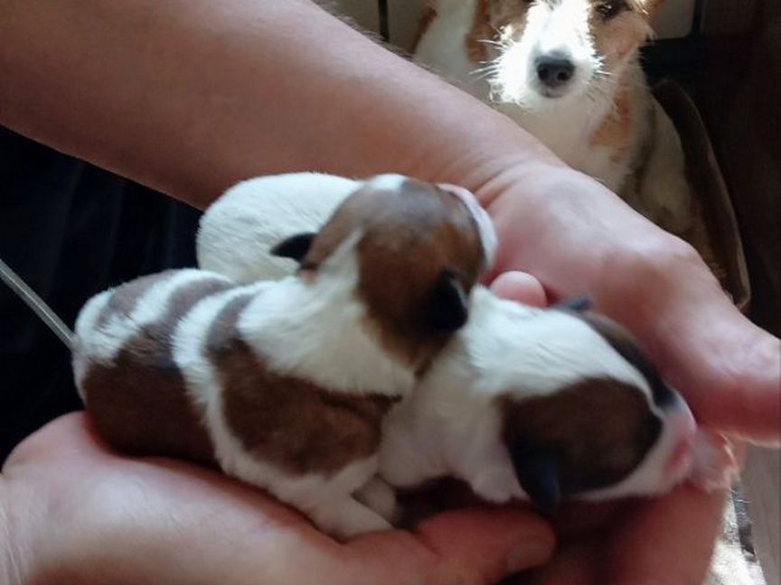 Щенок джек рассел