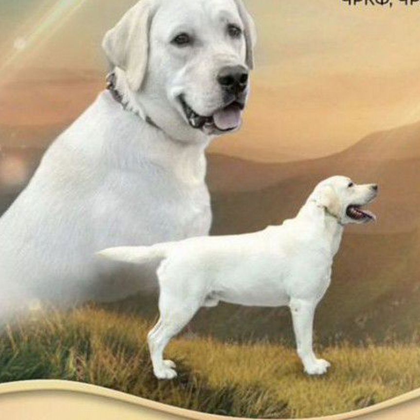 Вязка кобель