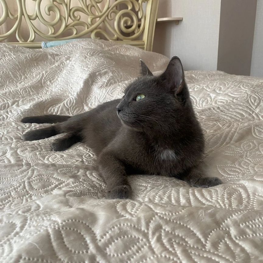 В добрые руки