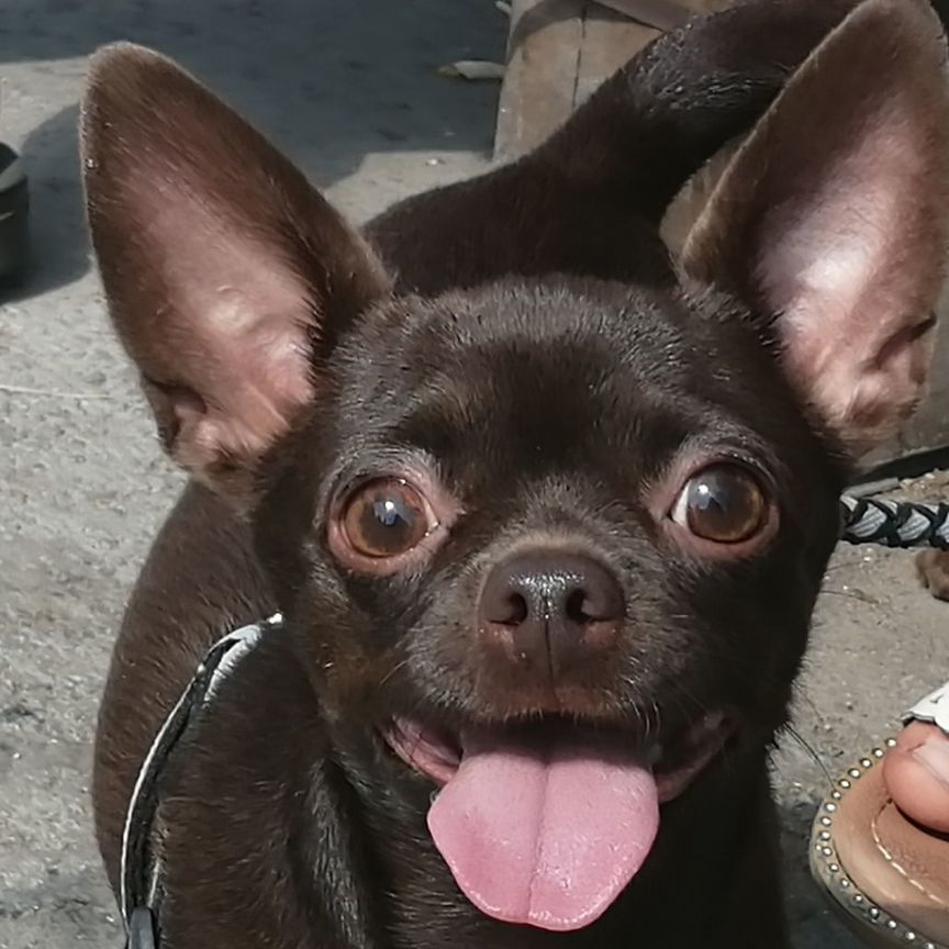 Чихуахуа в добрые руки