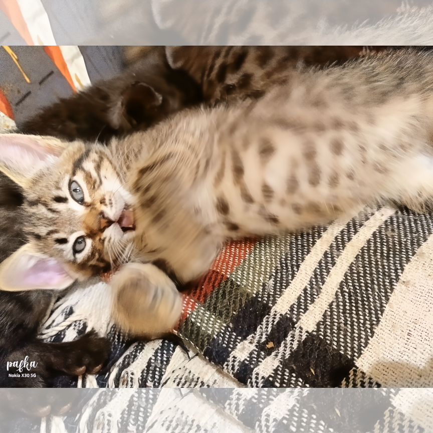 Шотландский вислоухий короткошёрстный котёнок