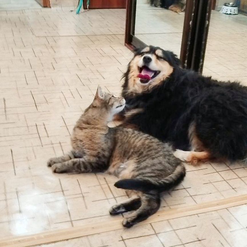 Собачке нужна семья