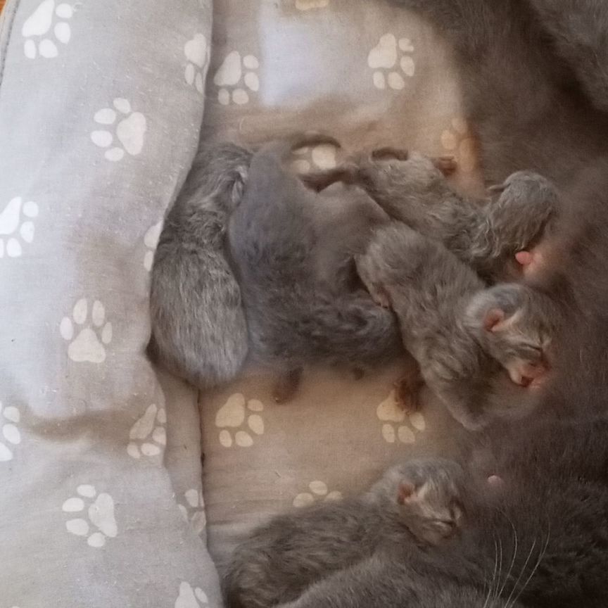 Котята британец с шотландской