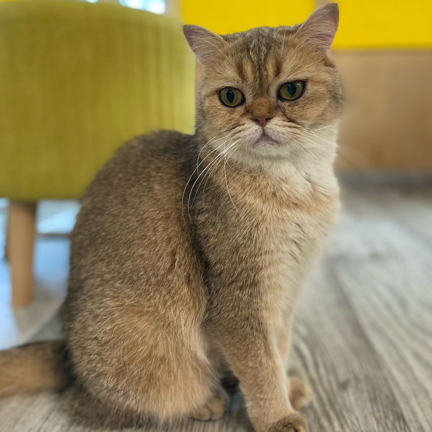Кошка Бонни в добрые руки