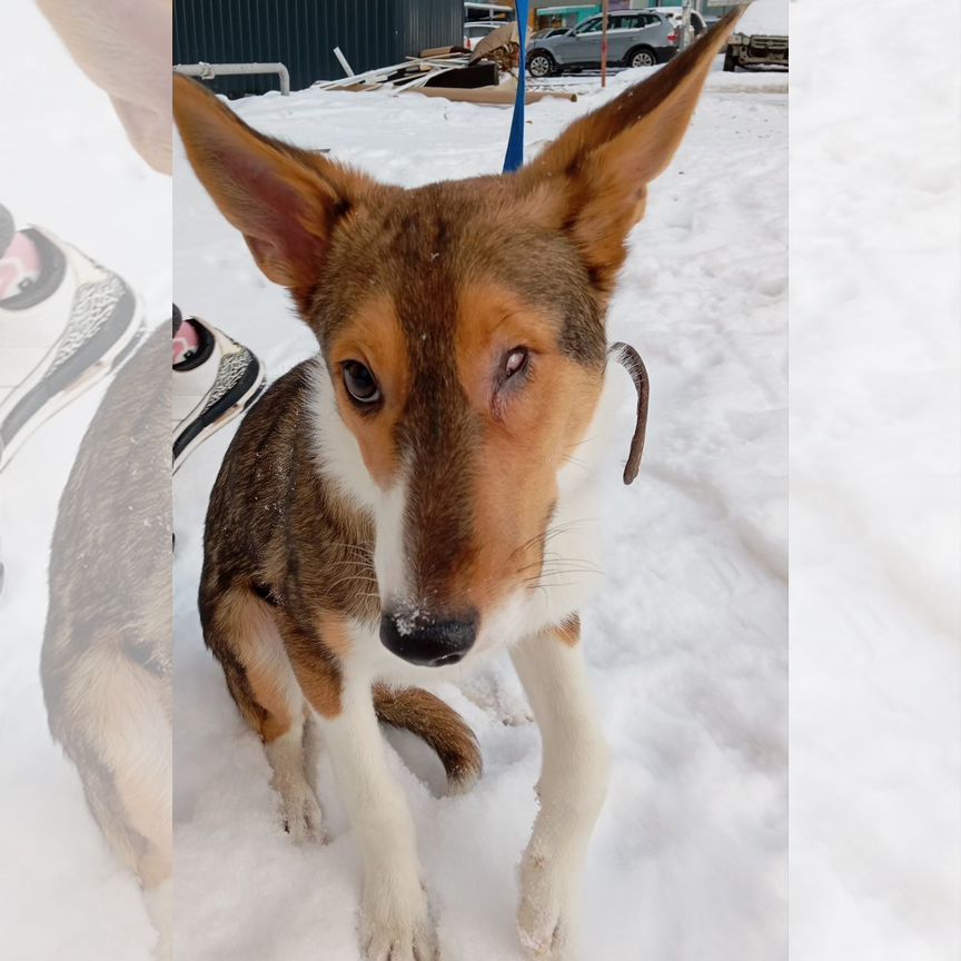 Щенок в добрые руки