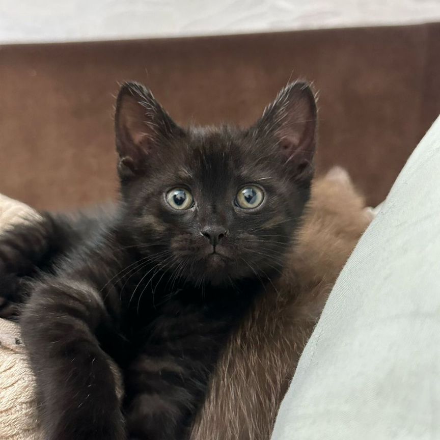 Котенок мальчик 1,5 месяца