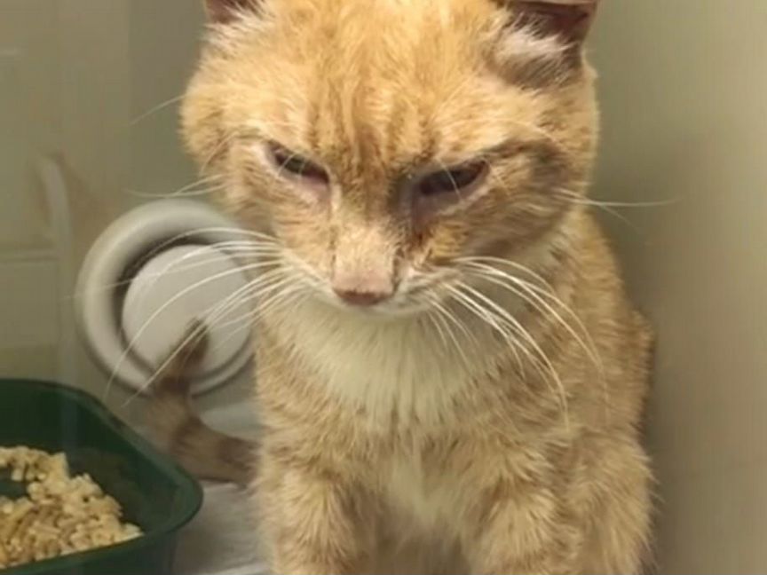 Котику Лаврентию очень нужен дом