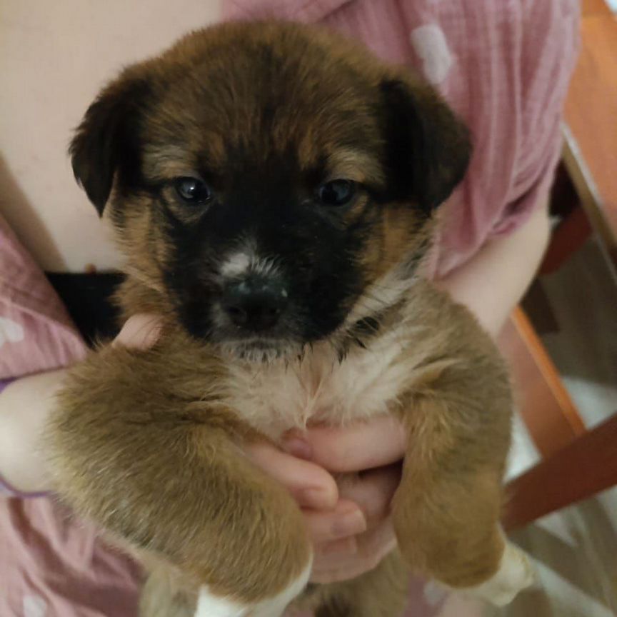 Щенки мелких пород в добрые руки