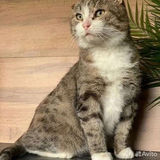 Кот Мирон