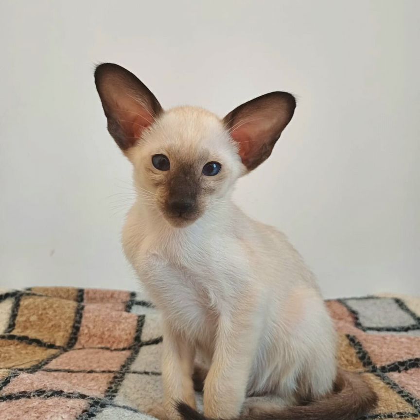 Породистый сиамо-ориентальный котик