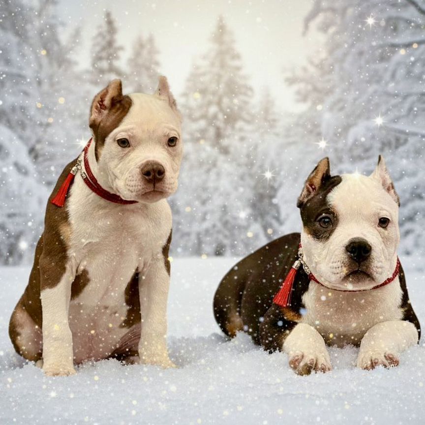 Американский булли, щенок