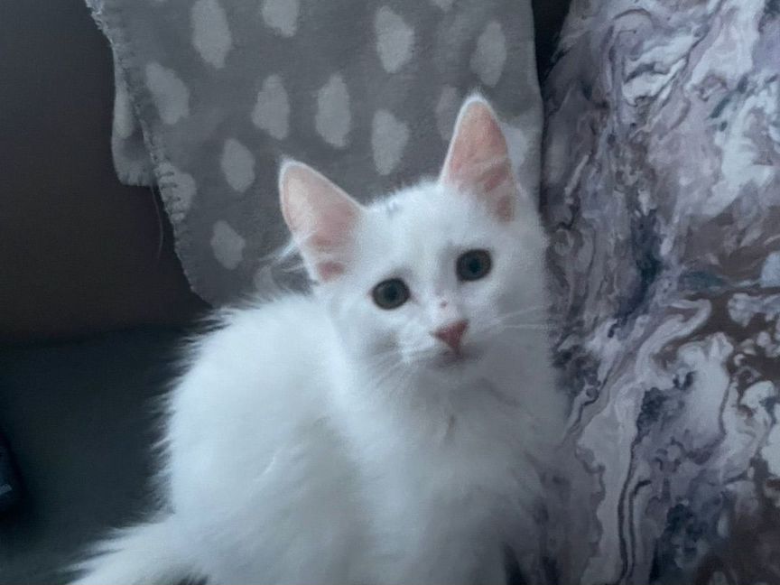 Котенок альбинос