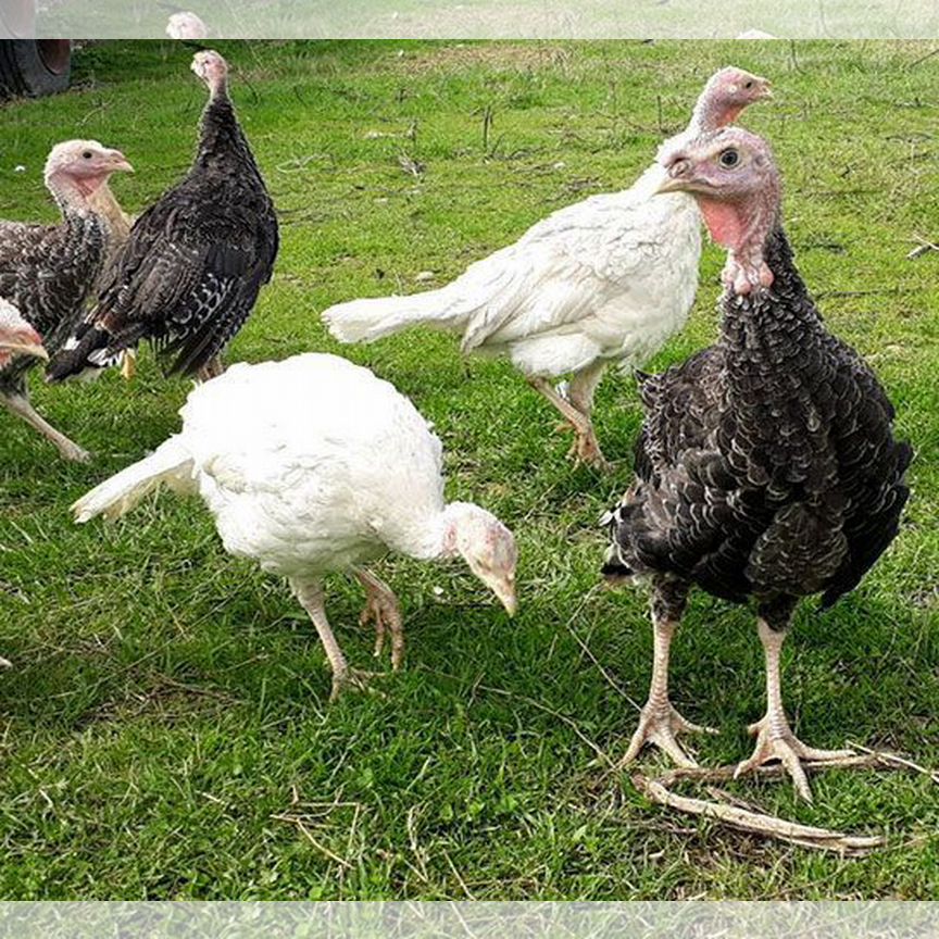 Индюки 4 х месячные