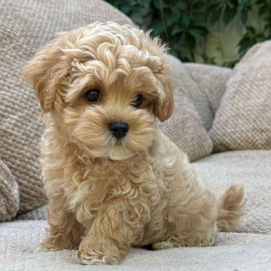 Мальтипу, щенок