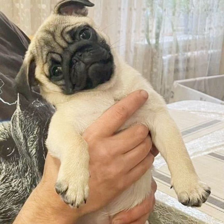 Мопс девочка