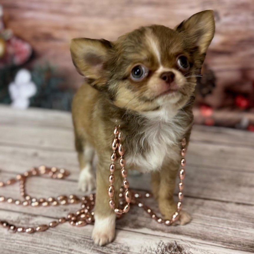 Чихуахуа, щенок